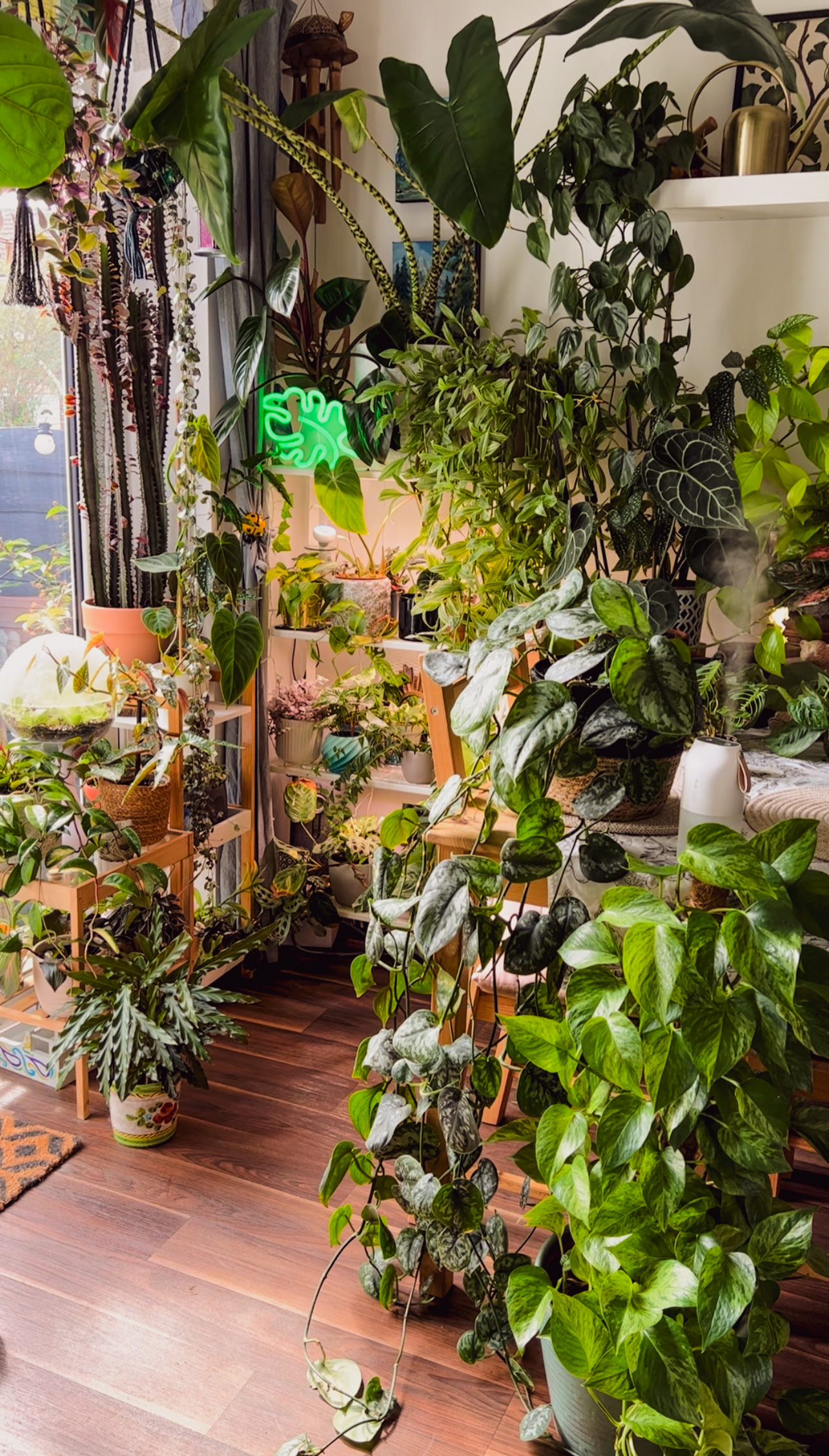 Stacy's Green Voyage: From Graphic Designer to Plant Aficionado ...