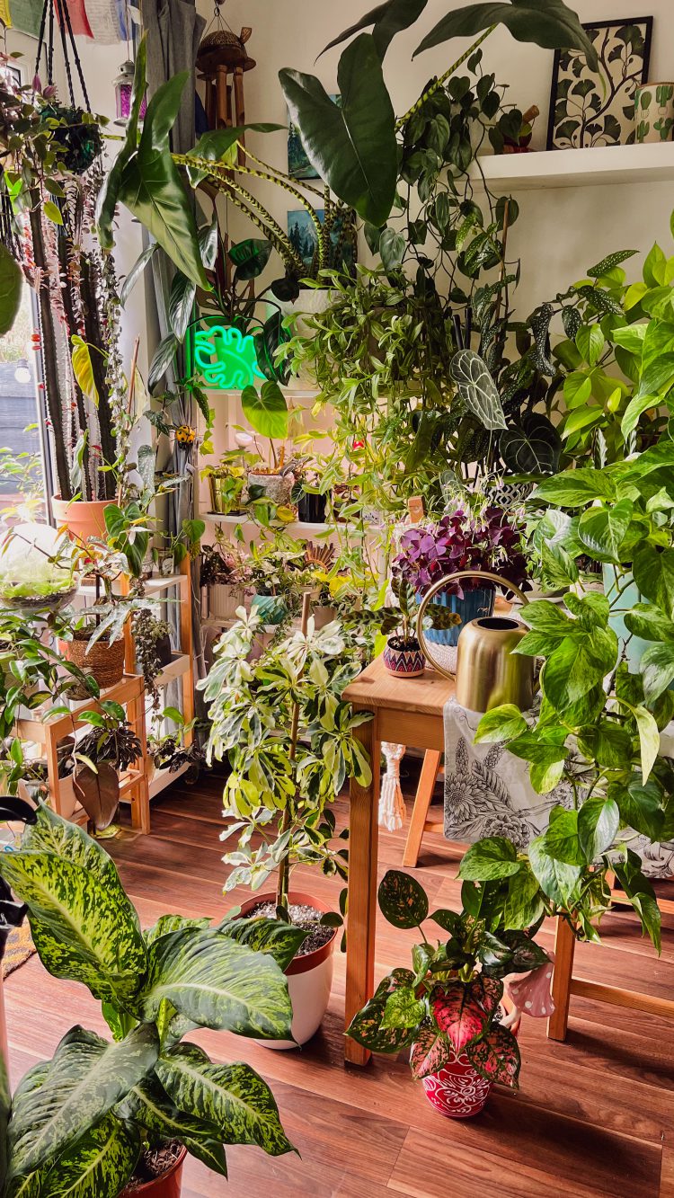 Stacy's Green Voyage: From Graphic Designer to Plant Aficionado ...