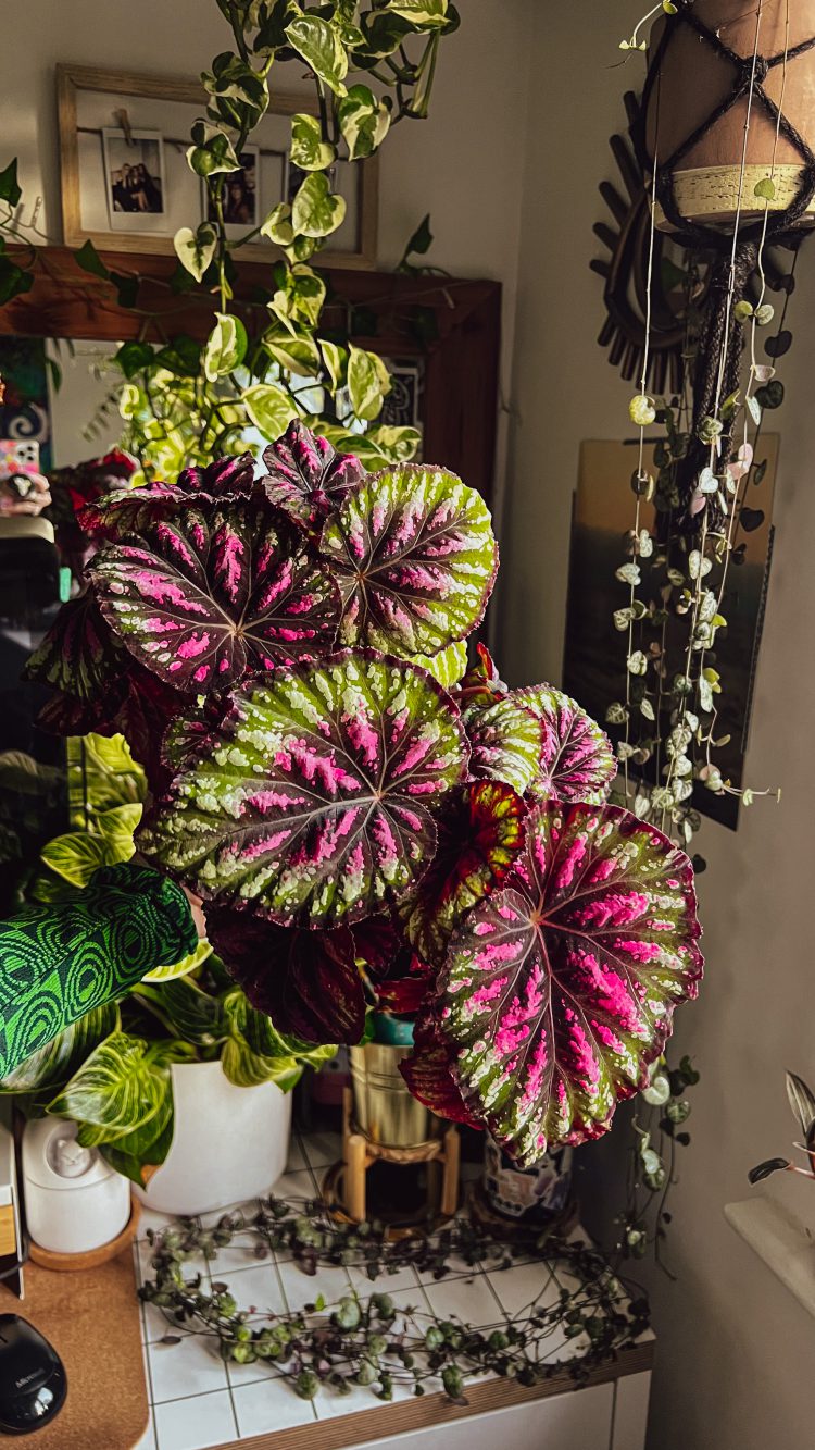 Stacy's Green Voyage: From Graphic Designer to Plant Aficionado ...