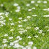 Growing Irish Moss in Garden and Complete Caring Guide - Plants Spark Joy